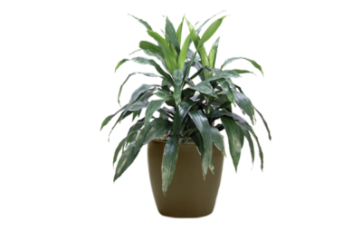 Plant Guide - Tropex